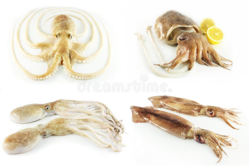 Weekdieren stock afbeelding. Image of bruin, klokken - 11707115