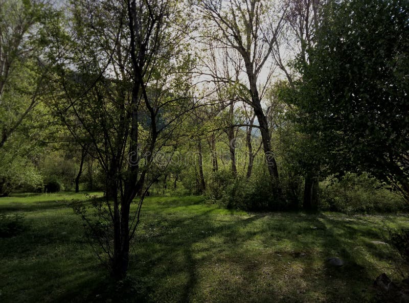 Weekend in the Green Forest Stock Photo - Image of trees, weekend ...