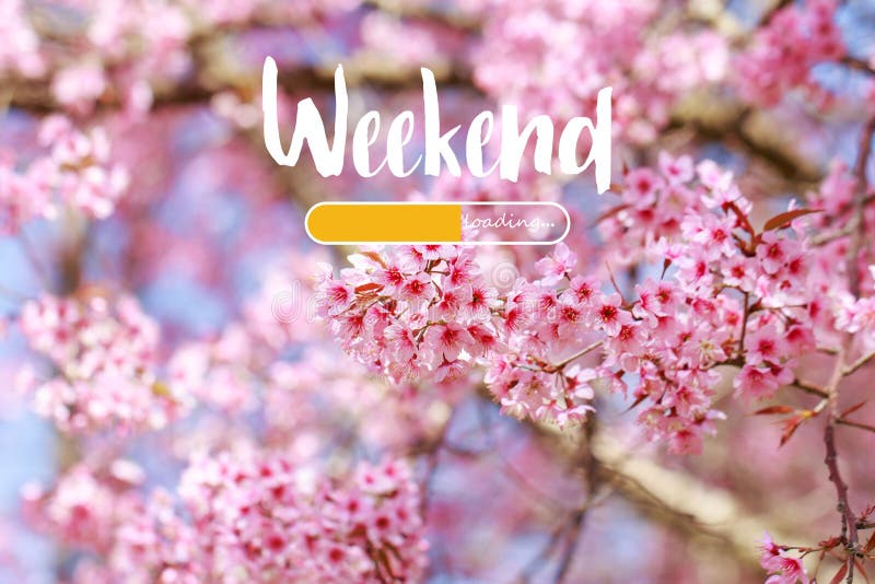 Cherry Blossoms In Front Of Royal Palace Stock Image - Image of ...