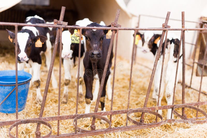 Weekly Calves in Stall at Dairy Farm Editorial Photography - Image of ...