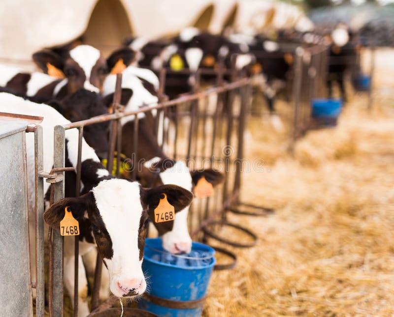 Weekly Calves in Stall at Dairy Farm Editorial Photography - Image of ...