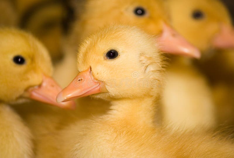 The Weekly Fluffy Ducklings Stock Photo - Image of agricultural, chick ...