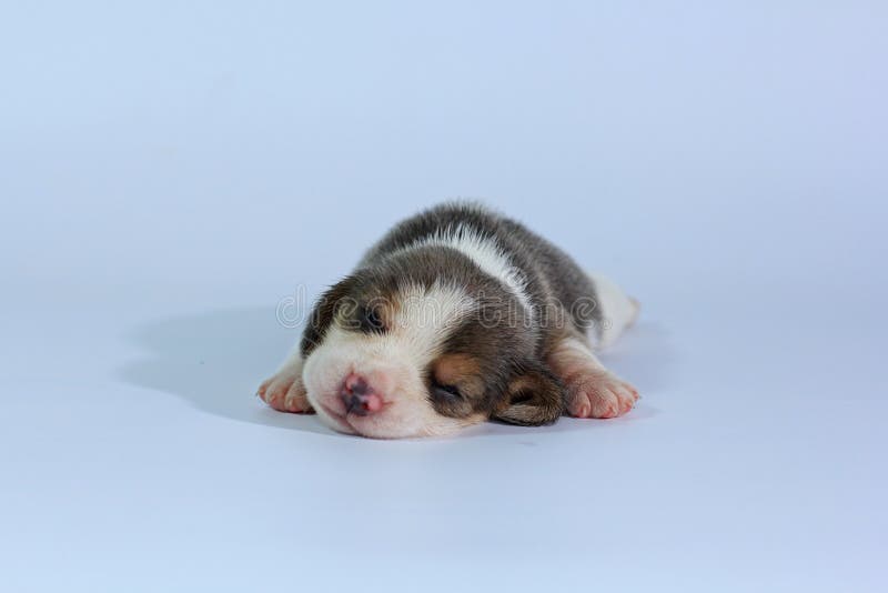 Silver Tri Color Beagle Puppy is Sleeping and Looking in First Time ...