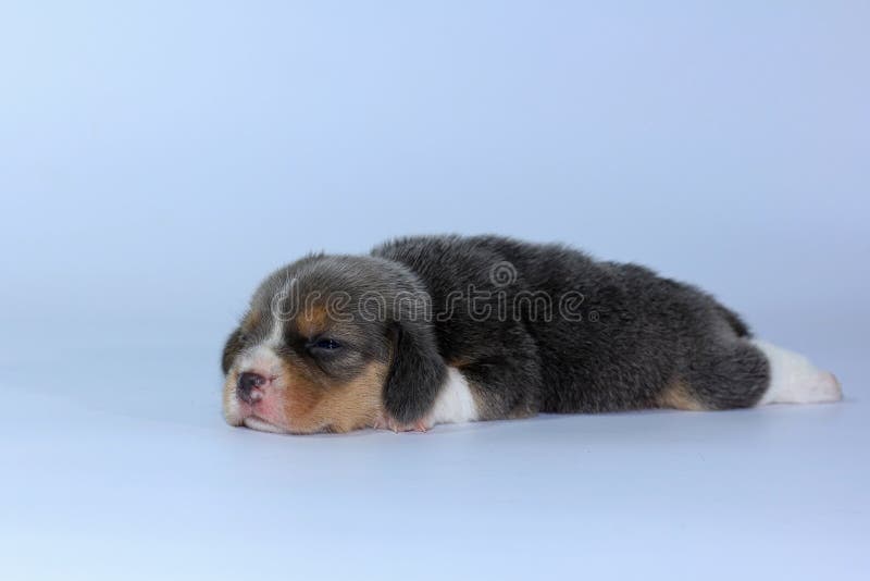 Silver Tri Color Beagle Puppy is Sleeping and Looking in First Time ...