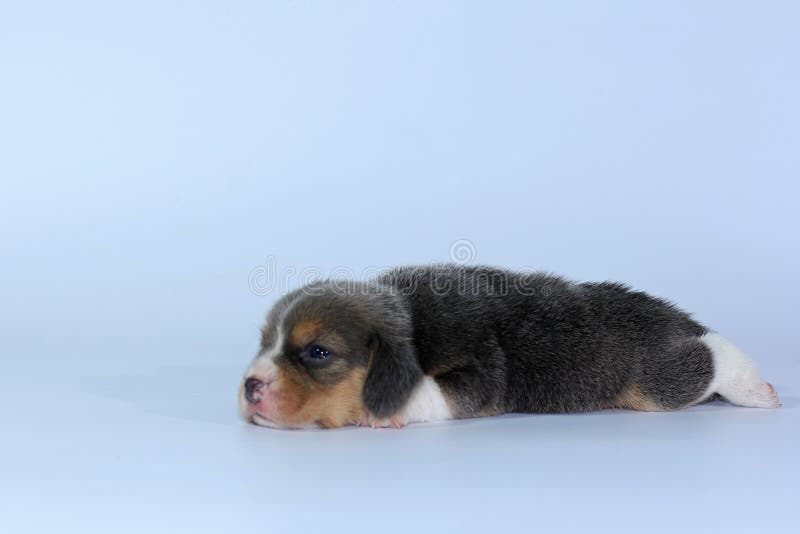 Silver Tri Color Beagle Puppy is Sleeping and Looking in First Time ...