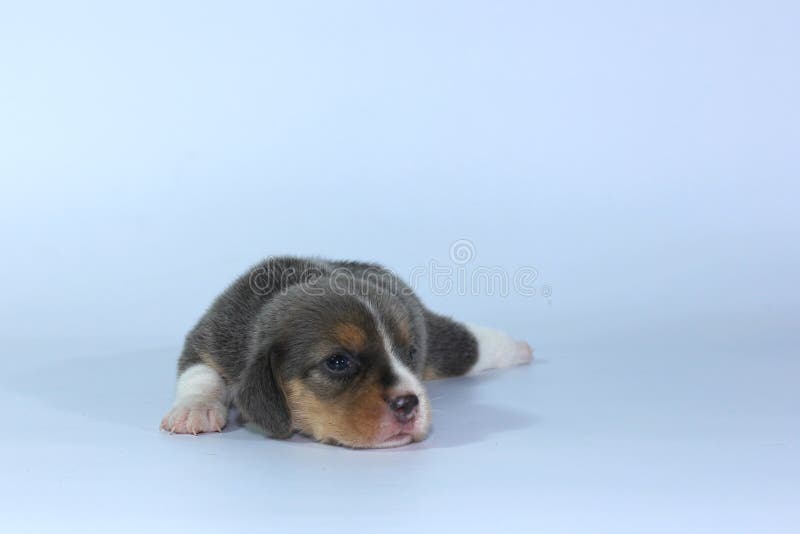 Silver Tri Color Beagle Puppy is Sleeping and Looking in First Time ...