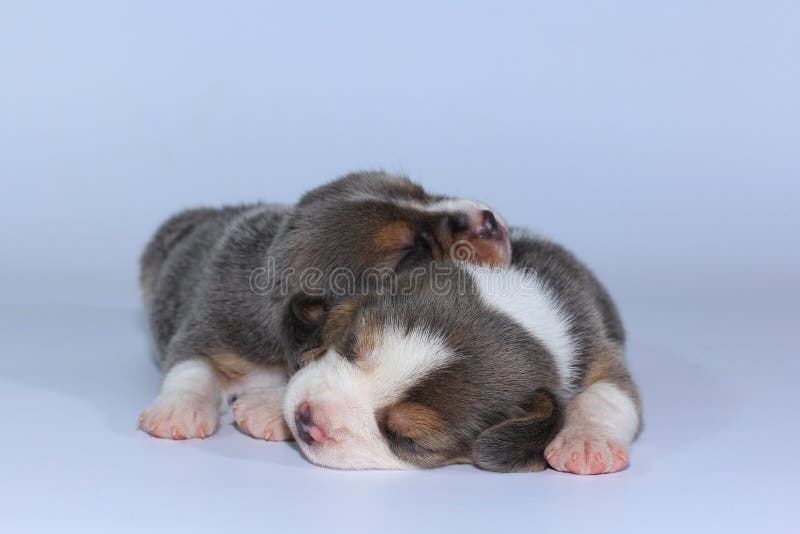 Silver Tri Color Beagle Puppy is Sleeping and Looking in First Time ...