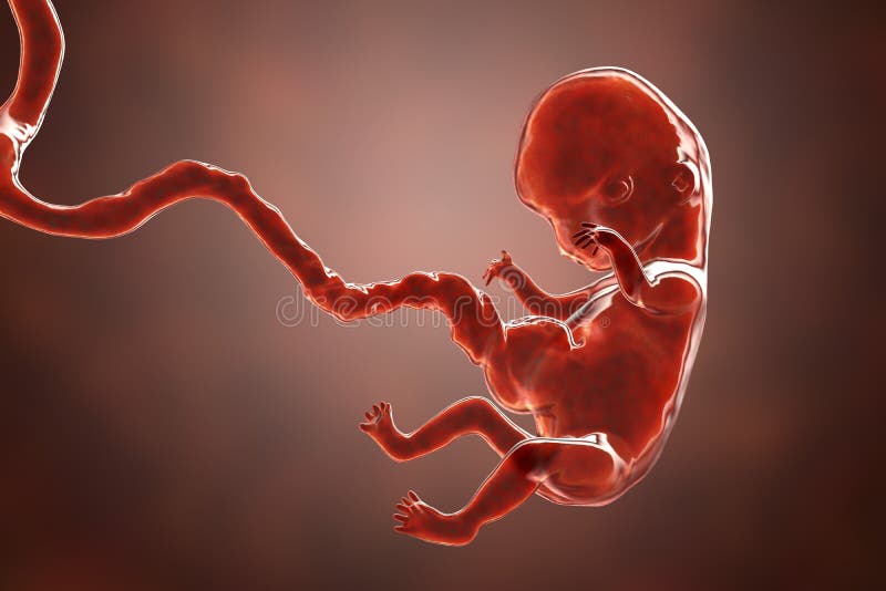 8-weeks human embryo stock illustration. Illustration of abortion ...