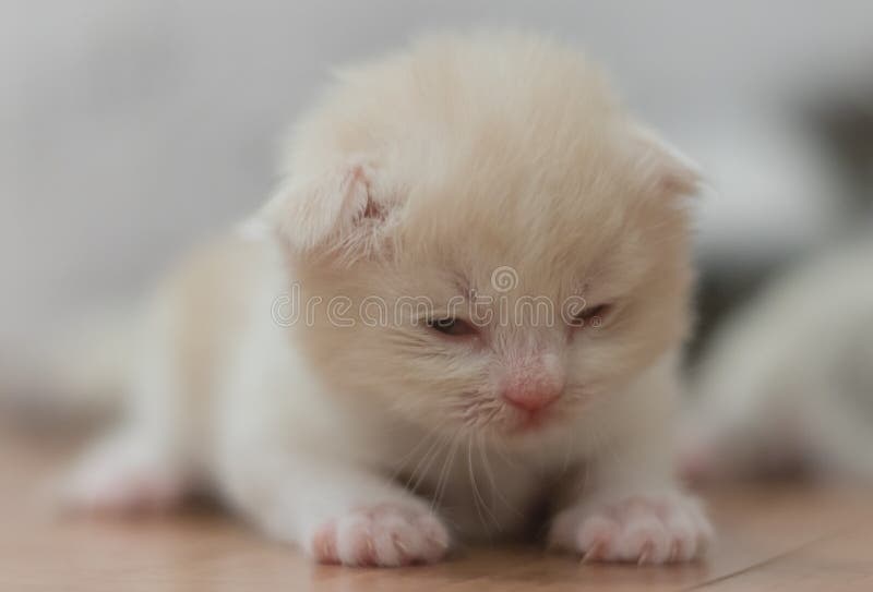 2-weeks Old stock image. Image of kitten, cute, macro - 125624085