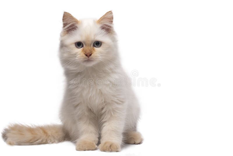 Old Birman Redpoint Cat Stock Photos - Free & Royalty-Free Stock Photos ...