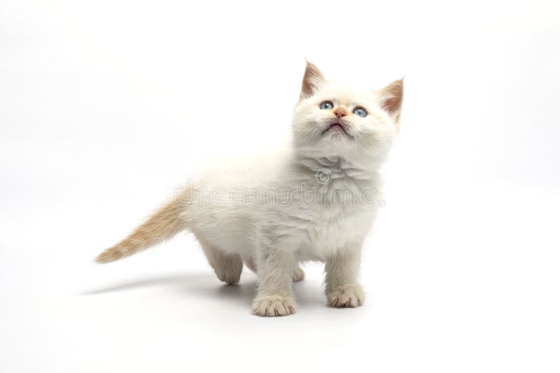 Old Birman Redpoint Cat Stock Photos - Free & Royalty-Free Stock Photos ...
