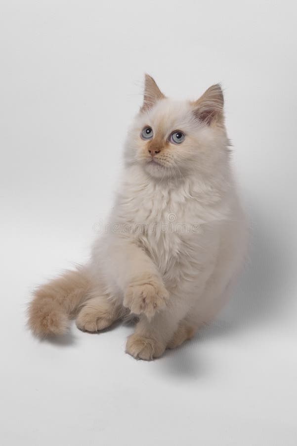 Alperuzan - Photographer profile