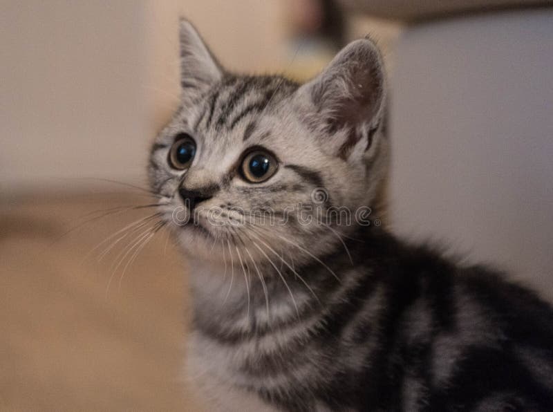Little grey cat stock photo. Image of adorable, home - 203311698