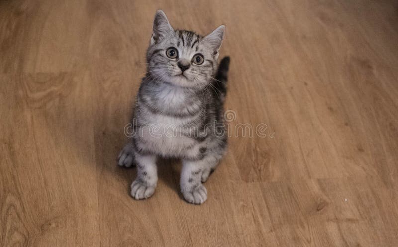 Little grey cat stock image. Image of gray, hair, adorable - 203311919