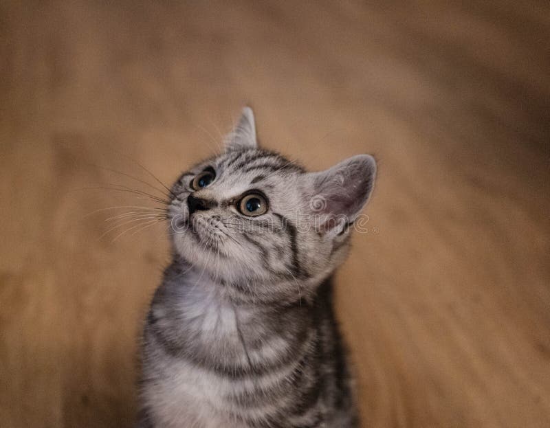 Little grey cat stock image. Image of face, carnivore - 203311973