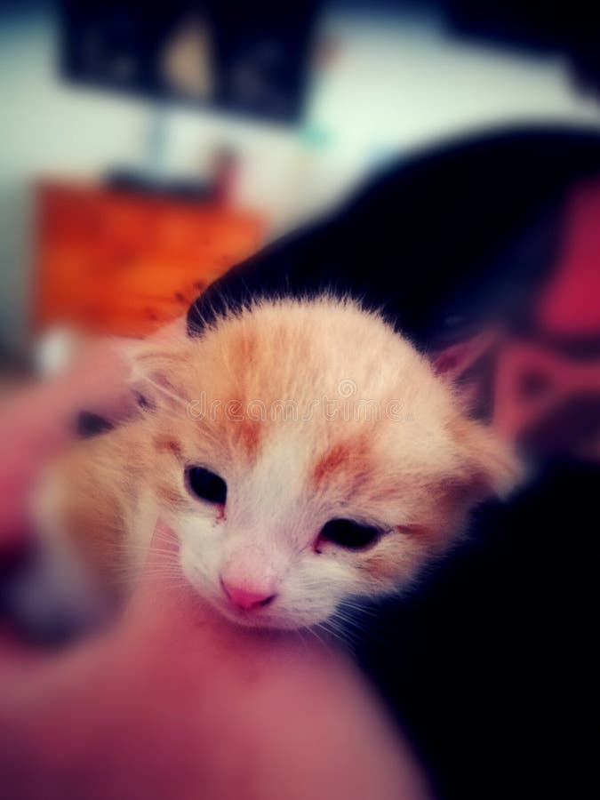 2 weeks old cat stock image. Image of small, feline - 101328219