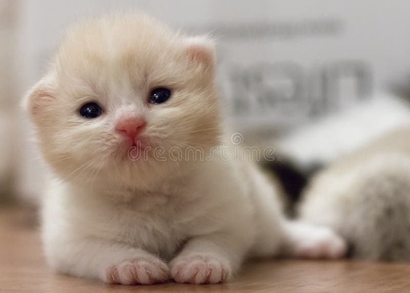 Baby Kitten 2 Weeks Old Stock Photos - Free & Royalty-Free Stock Photos ...