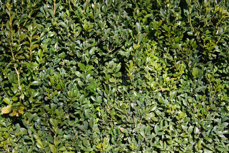 Weelderige groene haag stock afbeelding. Image of tuin - 10871863
