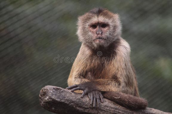 Weeper capuchin stock photo. Image of weeper, monkey - 21244298