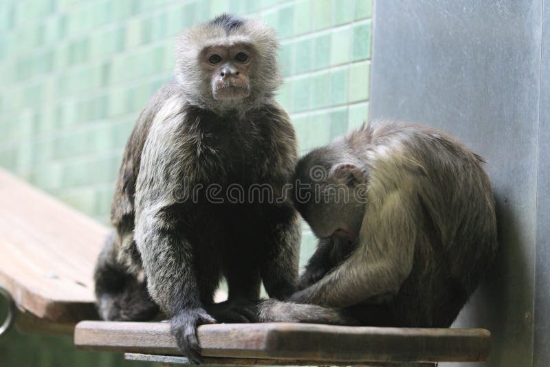Weeper capuchin stock photo. Image of south, mammal, wedge - 31391978