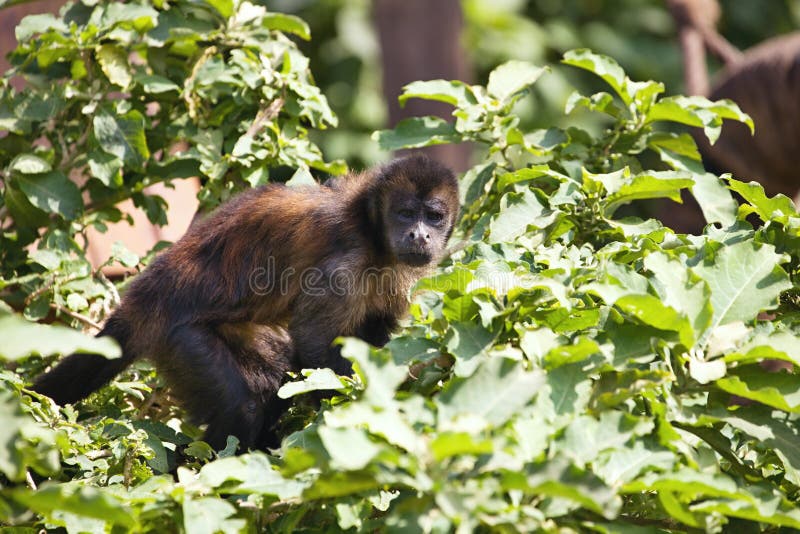 Weeper capuchin stock photo. Image of south, mammal, wedge - 31391978