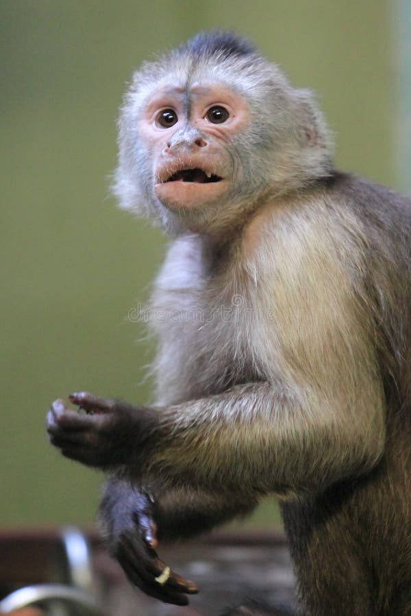 Weeper capuchin stock photo. Image of south, mammal, wedge - 31391978