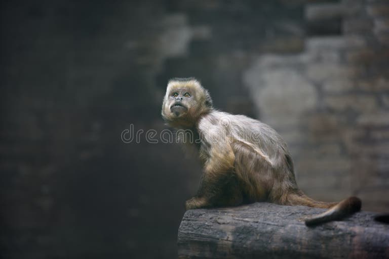 Weeper capuchin monkey stock photo. Image of copy, alarmed - 57982102