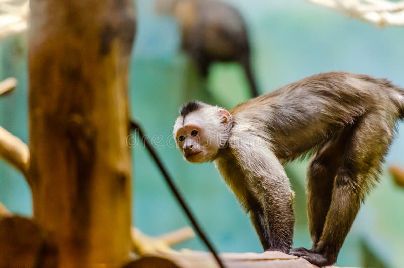 Weeper capuchin stock photo. Image of south, mammal, wedge - 31391978