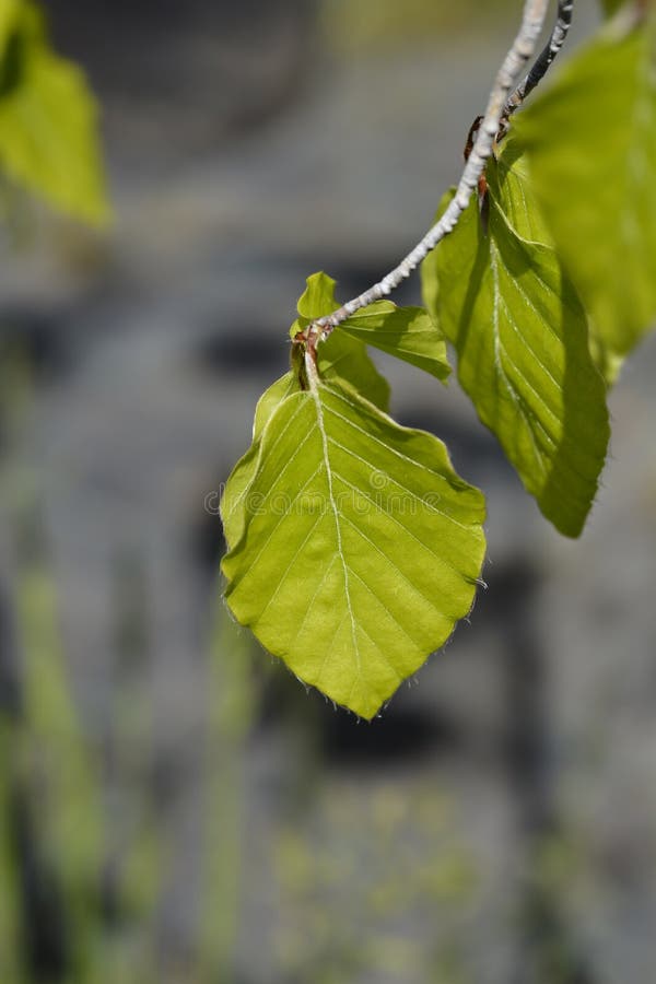 Weeping Beech Tree stock image. Image of closeup, daylight - 31170839