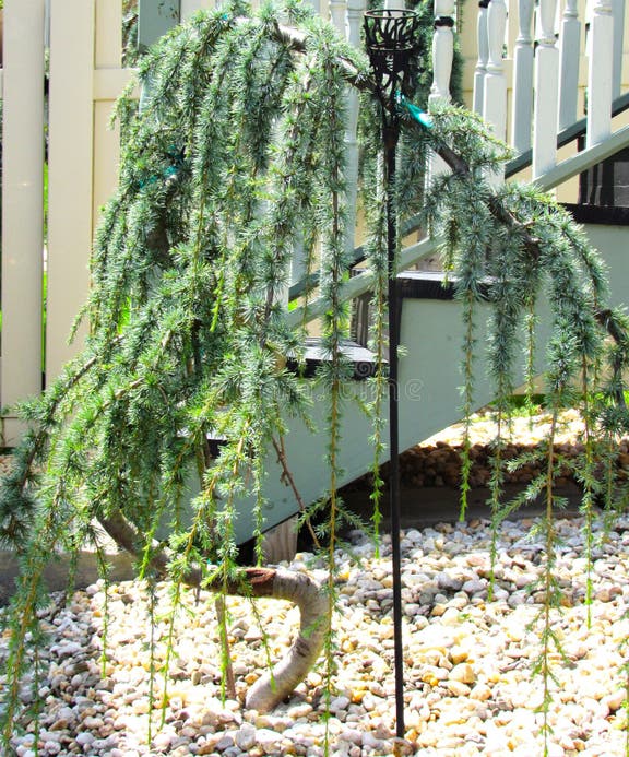 Cedar tree stock image. Image of shrub, weeping, atlas - 254567327