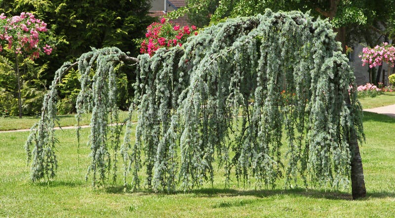 A Weeping Cedar Remarkable for Its Original Habit Stock Photo - Image ...