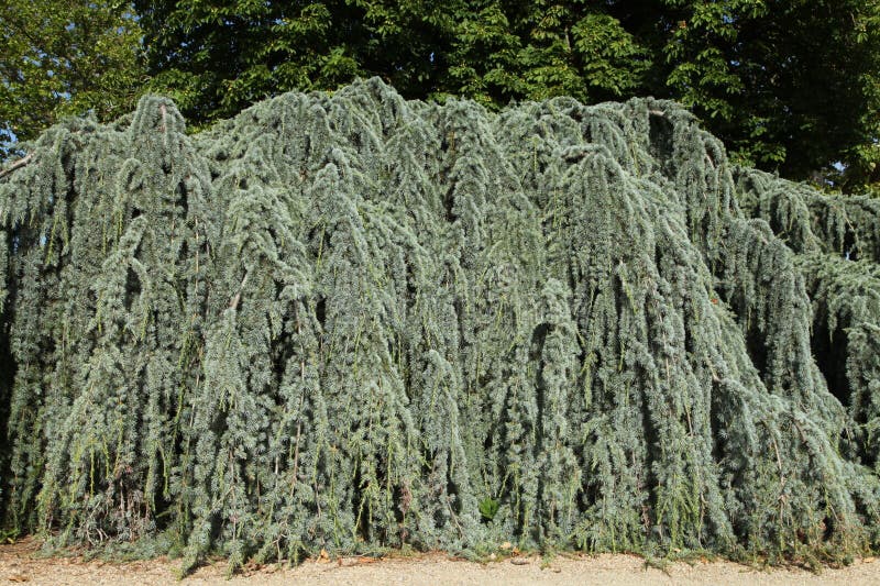 A Weeping Cedar Remarkable for Its Original Habit Stock Photo - Image ...