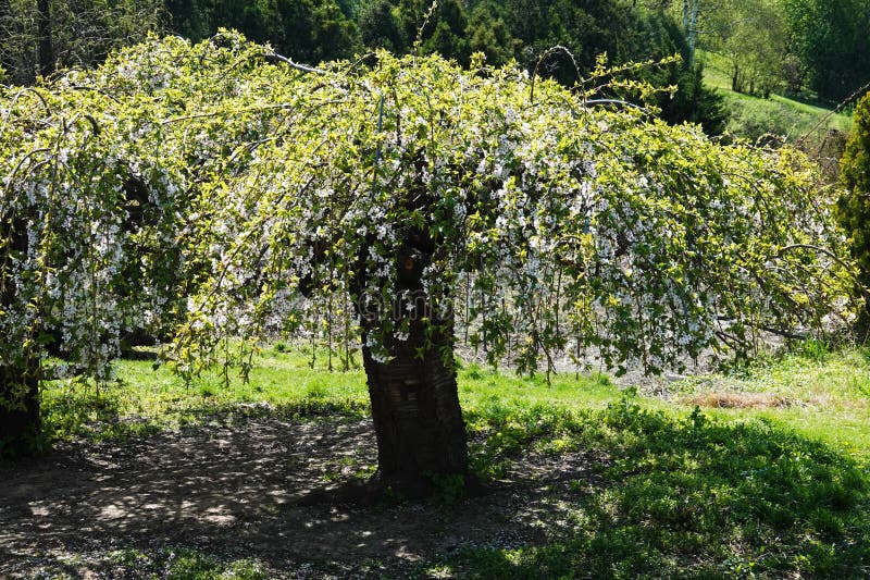 Weeping Cherry Blossom in Spring Stock Photo - Image of apple, blossom ...