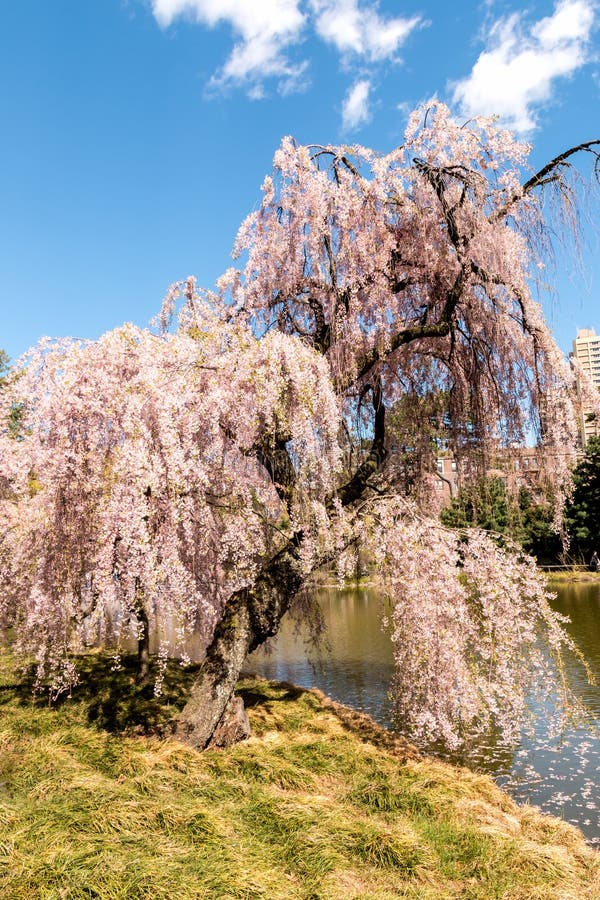 Weeping Cherry Blossom Tree in New York City Stock Image - Image of ...