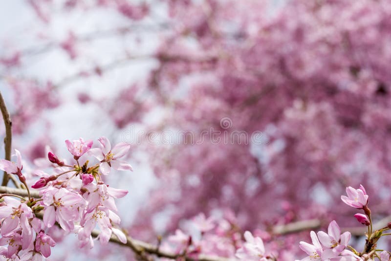 Weeping cherry flower stock image. Image of cherry, tree - 85172813