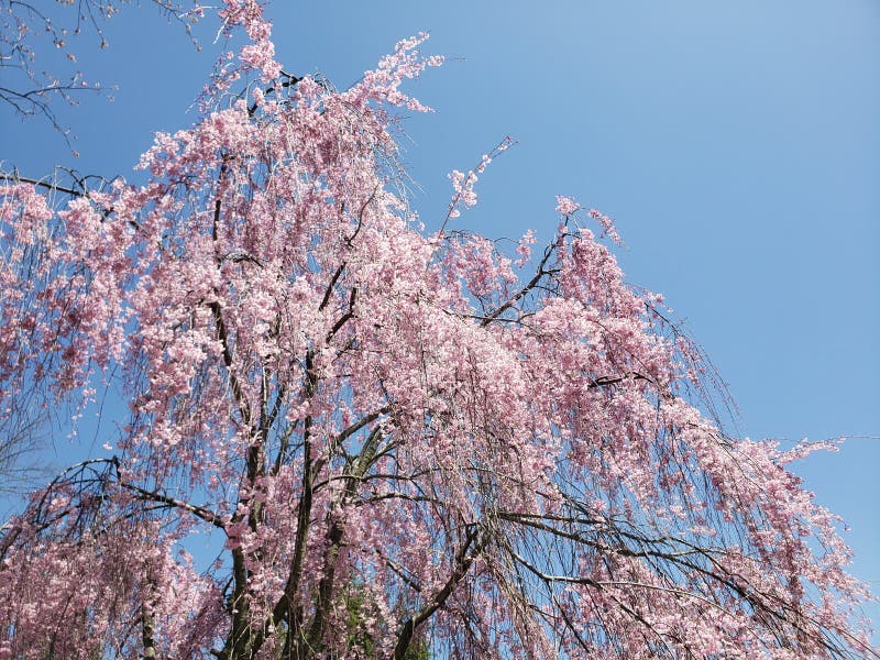 Weeping Cherry Tree Blooming in Spring Stock Photo - Image of delicate ...