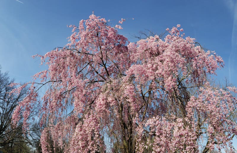 Weeping Cherry Tree Blooming in Spring Stock Image - Image of blooming ...