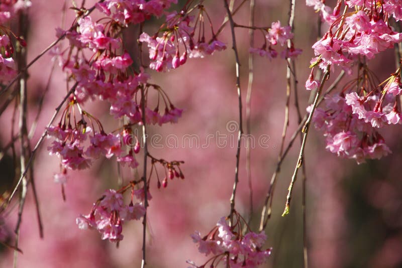 Weeping Cherry Tree Blooming in Spring Stock Photo - Image of blossom ...