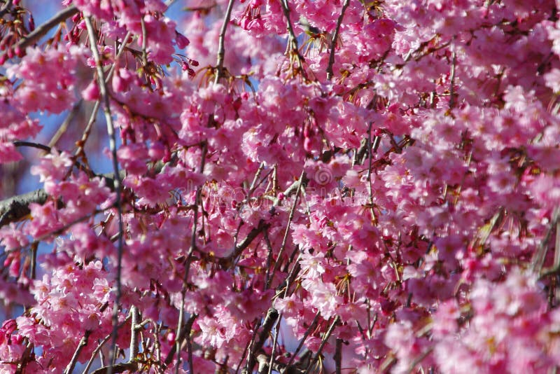 Weeping Cherry Tree Blooming in Spring Stock Photo - Image of beauty ...