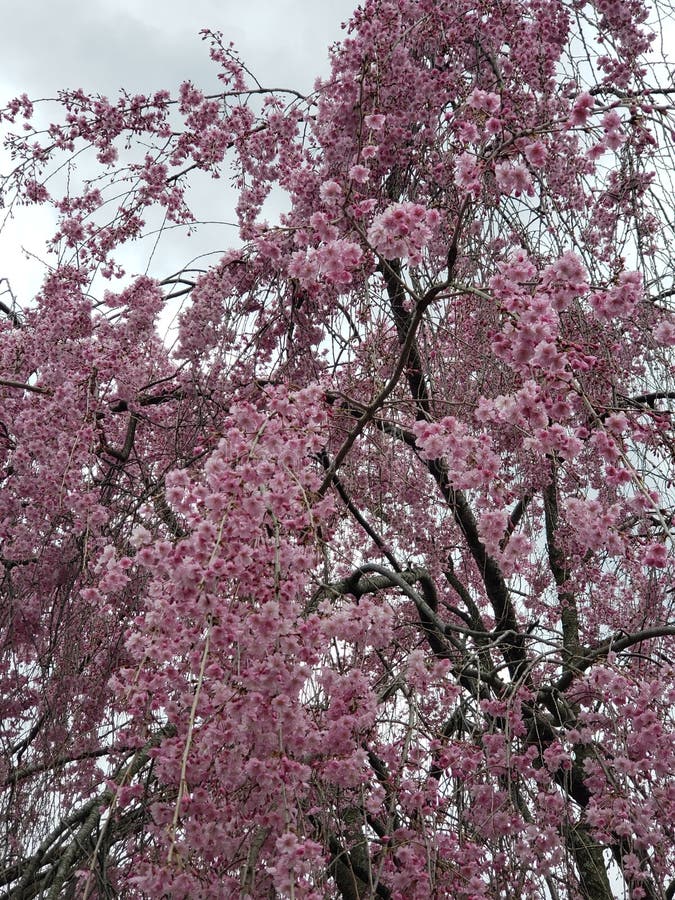 Weeping Cherry Tree Blooming in Spring Stock Image - Image of leave ...