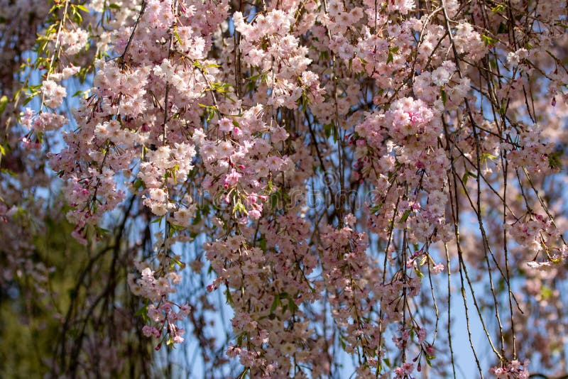 Weeping Cherry Tree stock photo. Image of flowers, blossoms - 165261080