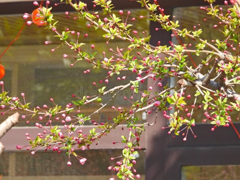 The Blooming Malus Halliana in Spring Stock Photo - Image of park ...