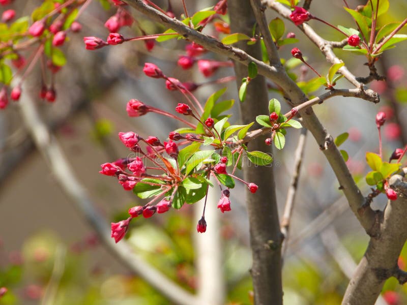 The Blooming Malus Halliana in Spring Stock Photo - Image of plant ...