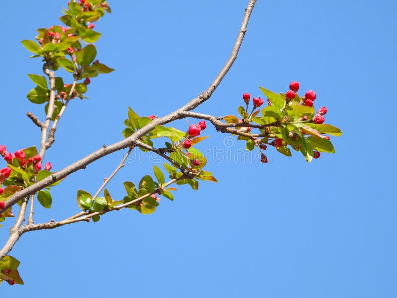 The Blooming Malus Halliana in Spring Stock Photo - Image of natural ...