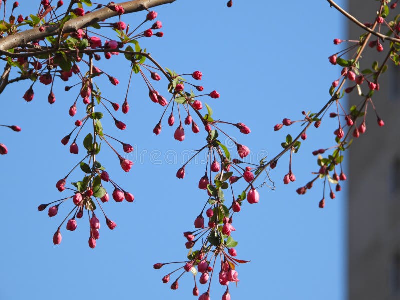 The Blooming Malus Halliana in Spring Stock Photo - Image of park, pink ...