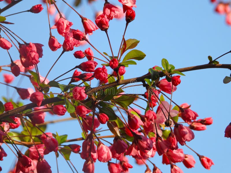 The Blooming Malus Halliana in Spring Stock Image - Image of elegant ...