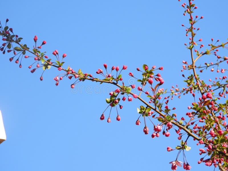 The Blooming Malus Halliana in Spring Stock Image - Image of vibrant ...