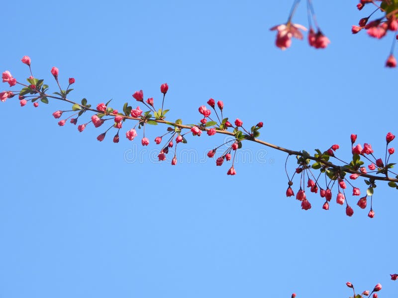 The Blooming Malus Halliana in Spring Stock Photo - Image of scenery ...