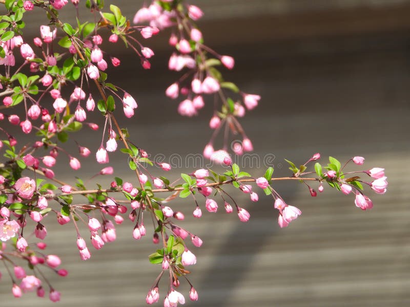 The Blooming Malus Halliana in Spring Stock Photo - Image of wallpaper ...