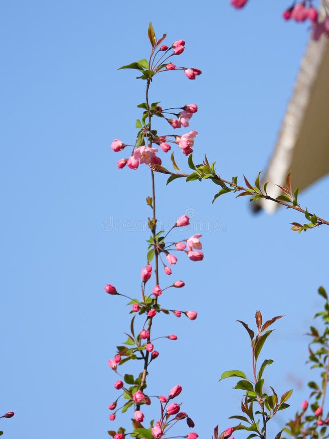 The Blooming Malus Halliana in Spring Stock Image - Image of popular ...